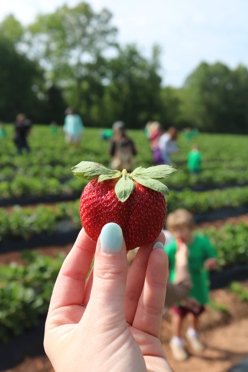 How to Pick the Best Strawberries – Dickey Farms